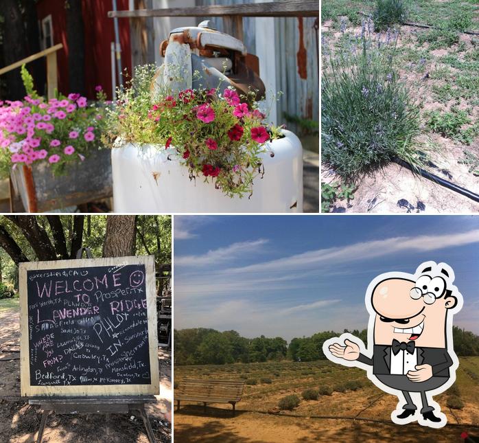 Lavender Ridge Farms & Café in Gainesville - Restaurant menu and reviews
