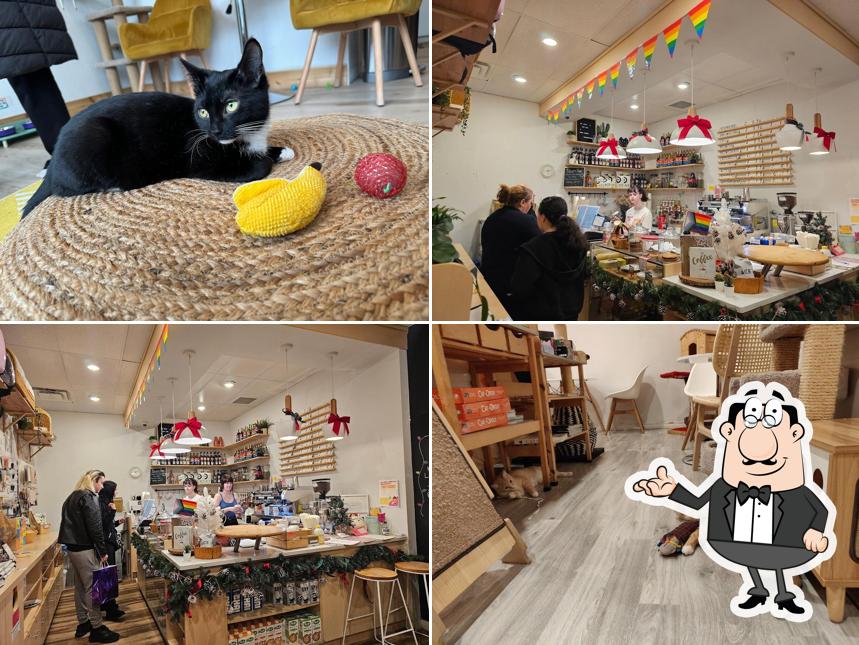 Cat Cafe on Whyte, Edmonton - Restaurant menu, prices and reviews