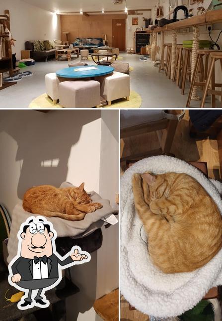 Pause Cat Café, Bournemouth - Restaurant menu, prices and reviews