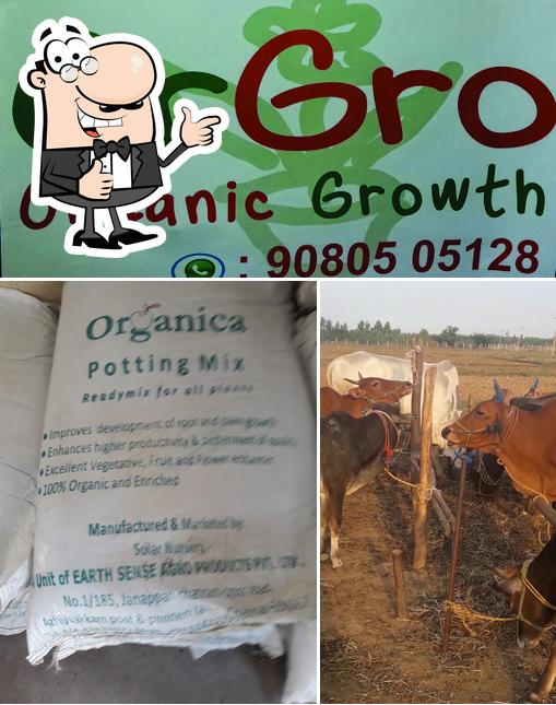 Orgro, Chennai - Restaurant menu, prices and reviews