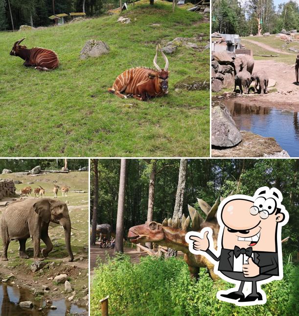 Borås Zoo restaurant, Borås - Restaurant reviews
