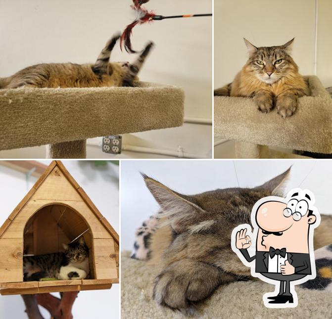 Enchanted Cat Café in Reno - Restaurant menu and reviews