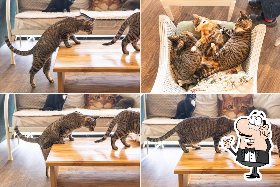 Catnap Cafe in Christchurch - Restaurant reviews