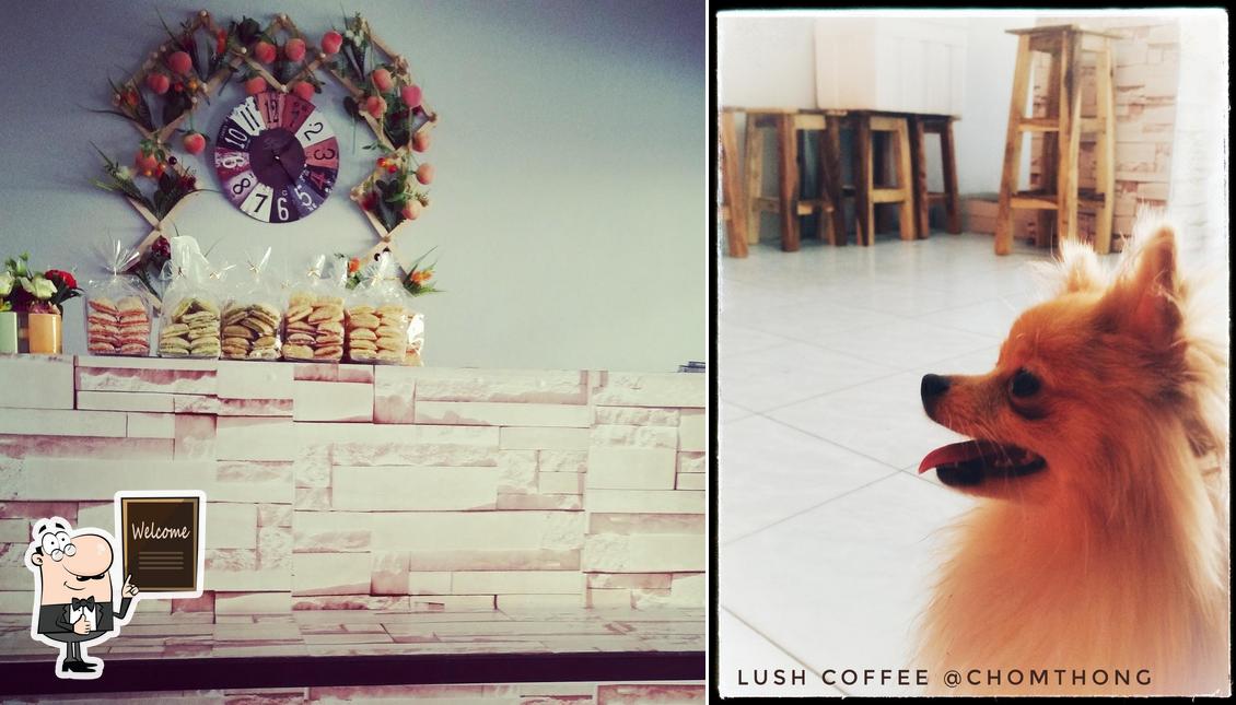 Lush Coffee Shop cafe, Bangkok - Restaurant reviews