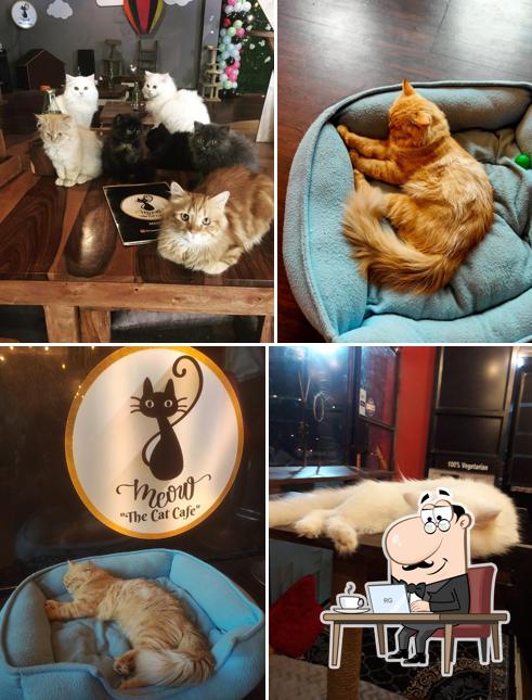 Meow the Cat Cafe, Raipur - Restaurant menu, prices and reviews