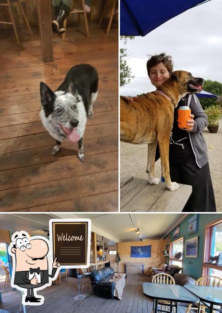 Paws For A Beer in Bellingham - Restaurant reviews