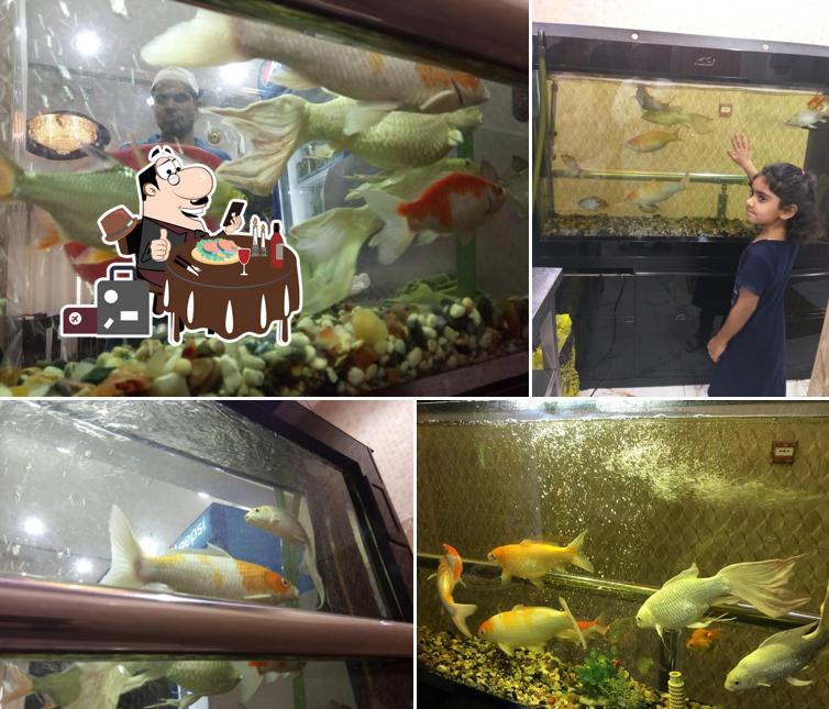 Pak Liyari Restaurant, Dubai, 13 5b Street - Restaurant menu and reviews