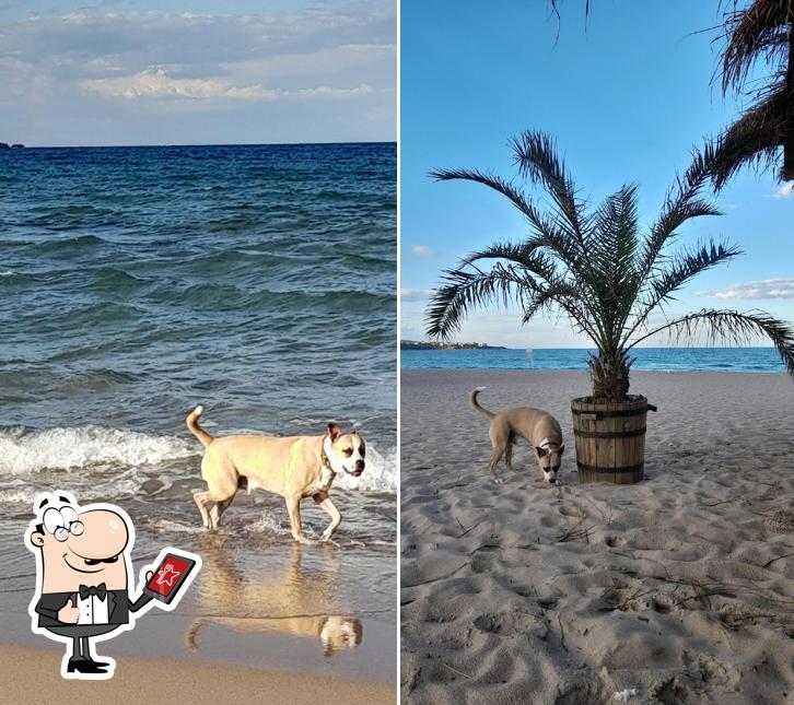 Beach Bar Savannah, Primorsko - Restaurant menu, prices and reviews