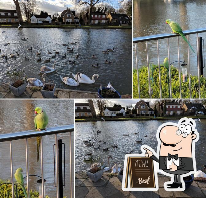 Parakeet Island Gastro Pub in Wraysbury