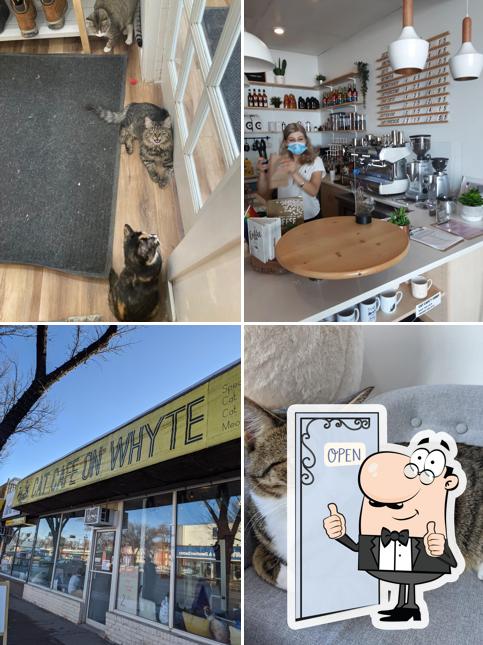 Cat Cafe on Whyte, Edmonton - Restaurant menu, prices and reviews