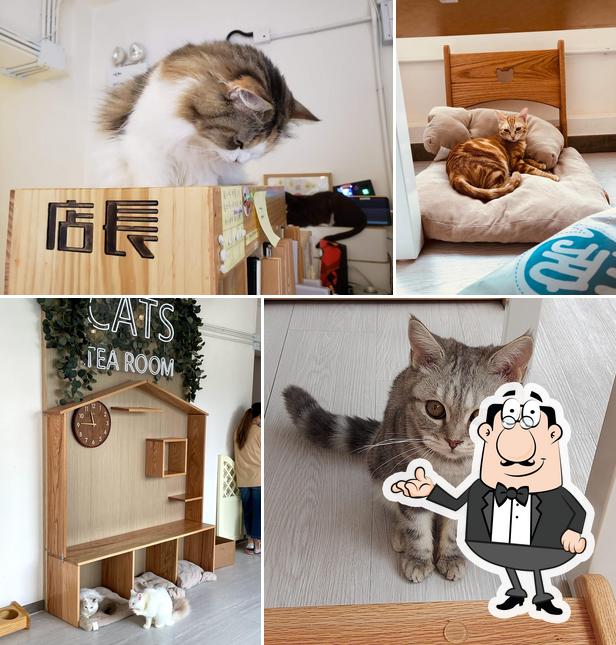Cats Tea Room Tsim Sha Tsui cafe, Hong Kong, Haiphong Rd - Restaurant ...