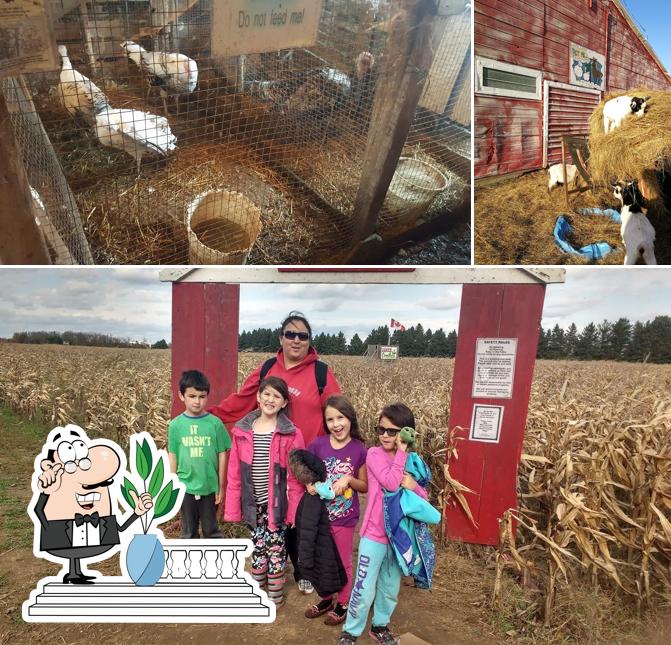 Hanes Corn Maze in Hamilton - Restaurant reviews