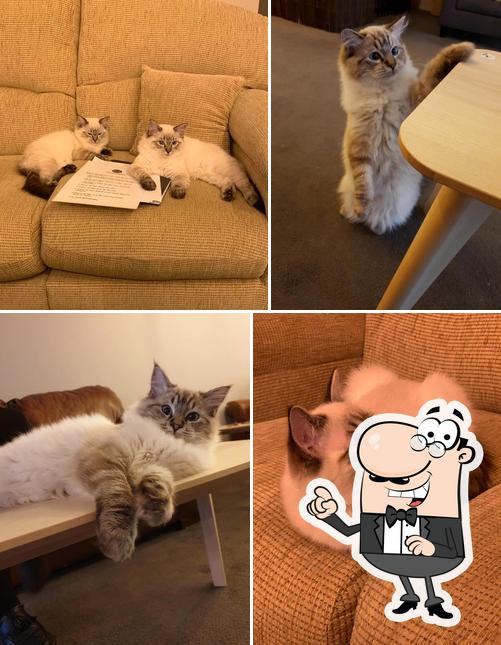 The Cat Lounge in Coventry - Restaurant reviews