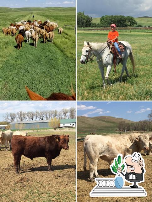 Odden Cattle Company in Rapid City