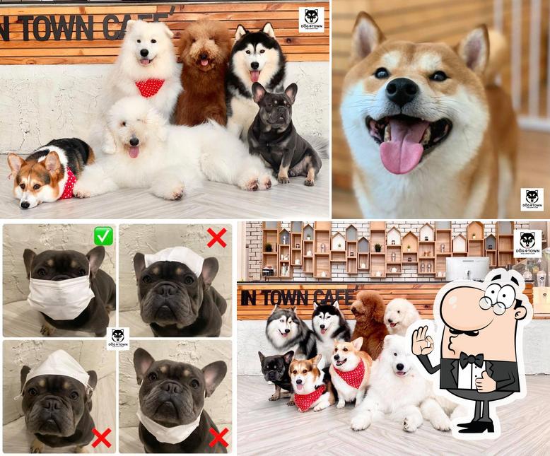 Dog In Town Ari - Dog Cafe คาเฟ่หมาอารีย์ Bangkok, Bangkok - Restaurant ...
