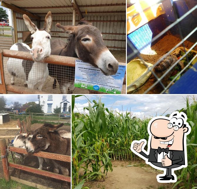 Boston Park Farm (Maize Maze) in Auckley - Restaurant reviews