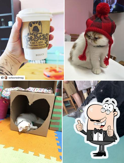 Toe Beans Cat Cafe in Port Hope - Restaurant menu and reviews