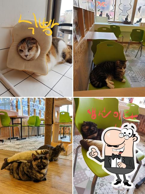 Yang2 Yang2 cat cafe, Busan - Restaurant menu, prices and reviews