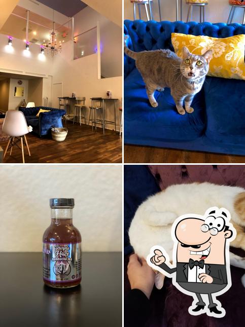 El Jefe Cat Cafe in Tucson - Restaurant reviews