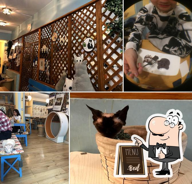 Chat Mallows Café Age limite: 6+ only, Paris, 30 Rue des Volontaires ...