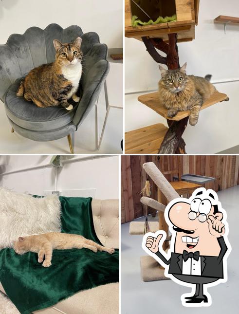Enchanted Cat Café in Reno - Restaurant menu and reviews