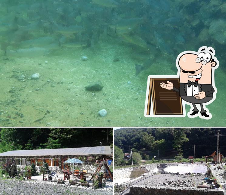 Pastravaria Cazanesti -Vața de Jos- Punct Gastronomic Local- Hunedoara ...