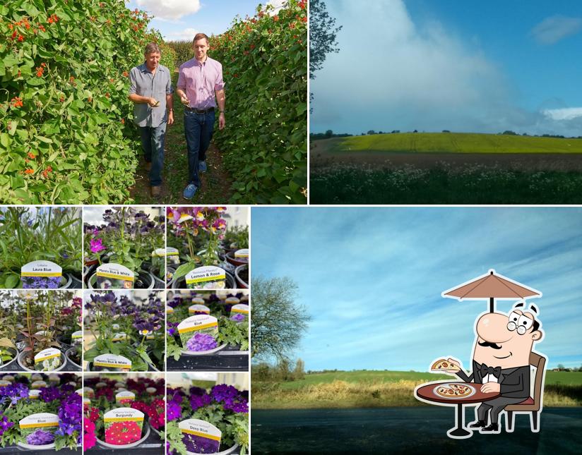 Willow Tree Farm Shop & Cafe in Glemsford - Restaurant reviews