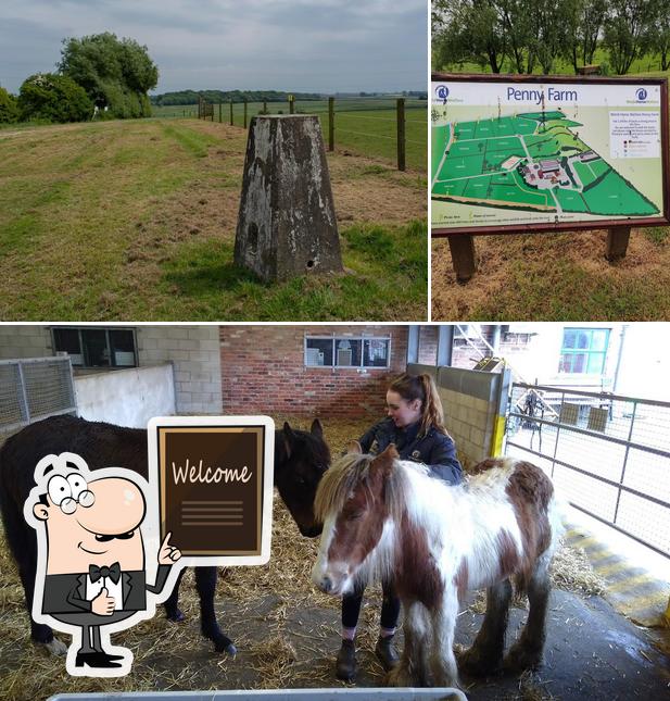 World Horse Welfare Penny Farm in Blackpool - Restaurant reviews