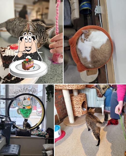 The Purrfect Cup Cat Cafe, Saskatoon - Restaurant menu, prices and reviews