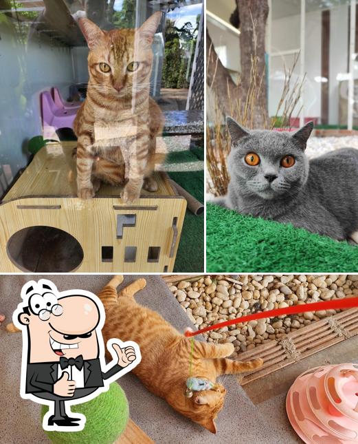 Miku Cat House Cafe, Sop Poeng - Restaurant reviews