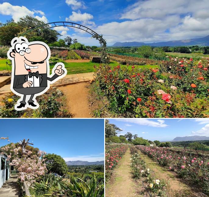 Chart Farm Roses and Coffee Shop restaurant, Cape Town - Restaurant reviews