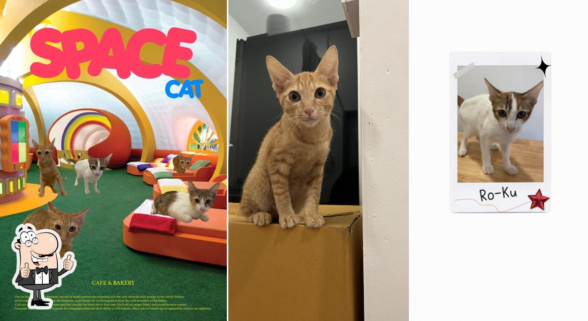 Space Cat Cafe&Bar Ladkrabang (ตลาดต้นไทร ระหว่างซอย ลาดกระบัง13/1,13/2 ...
