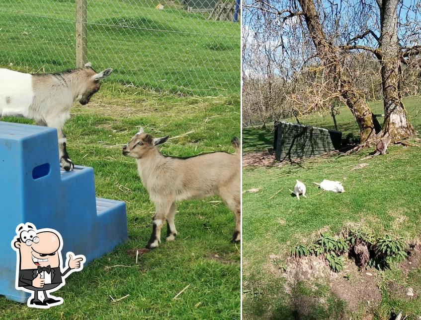 Auchingarrich Wildlife Park in Comrie