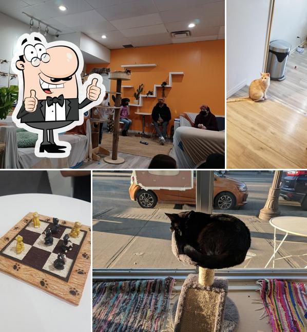 Cat Cafe on Whyte in Edmonton - Restaurant reviews