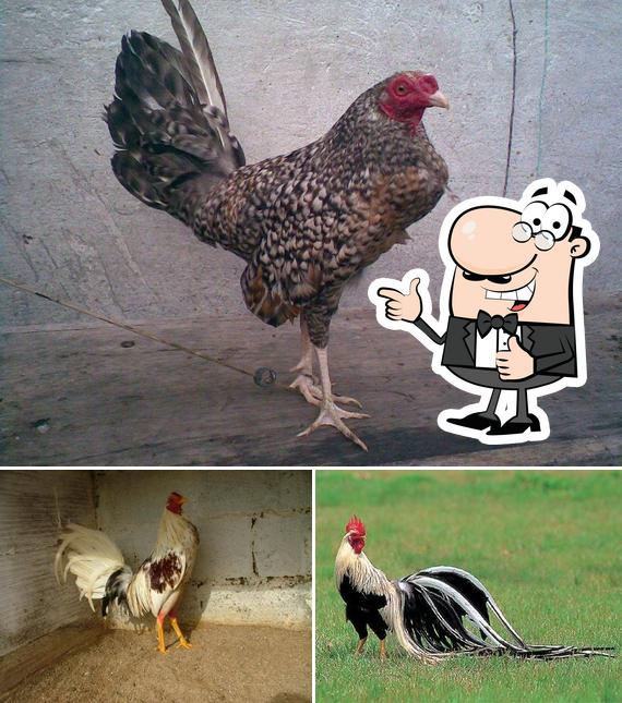 Papa Gallo, Santo Domingo