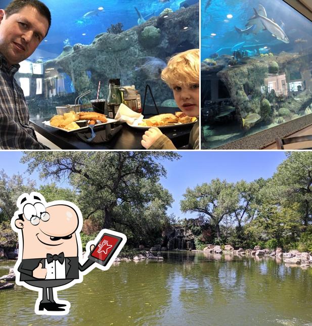 Shark Reef Cafe, Albuquerque - Restaurant menu, prices and reviews