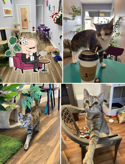 Frabjous Catfe, Wake Forest - Restaurant menu, prices and reviews