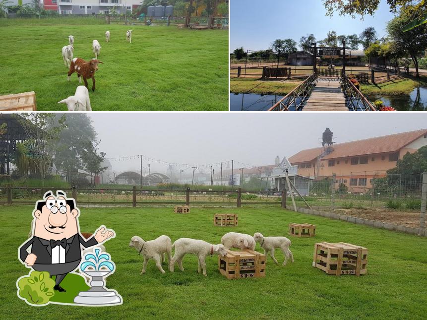 Fin Farm cafe, San Sai Luang - Restaurant reviews