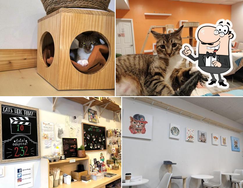 Cat Cafe on Whyte, Edmonton - Restaurant menu, prices and reviews