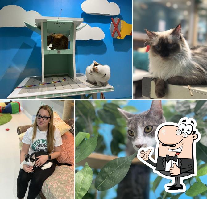 Cat Café South Beach in Miami Beach - Restaurant menu and reviews