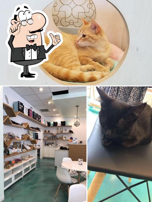 Regal Cat Cafe, Calgary - Restaurant menu, prices and reviews