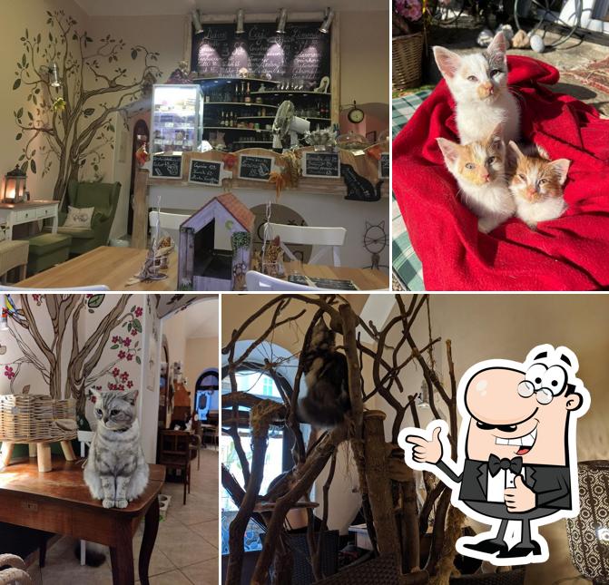 Cat Café, Prague, Anděl - Restaurant menu, prices and reviews