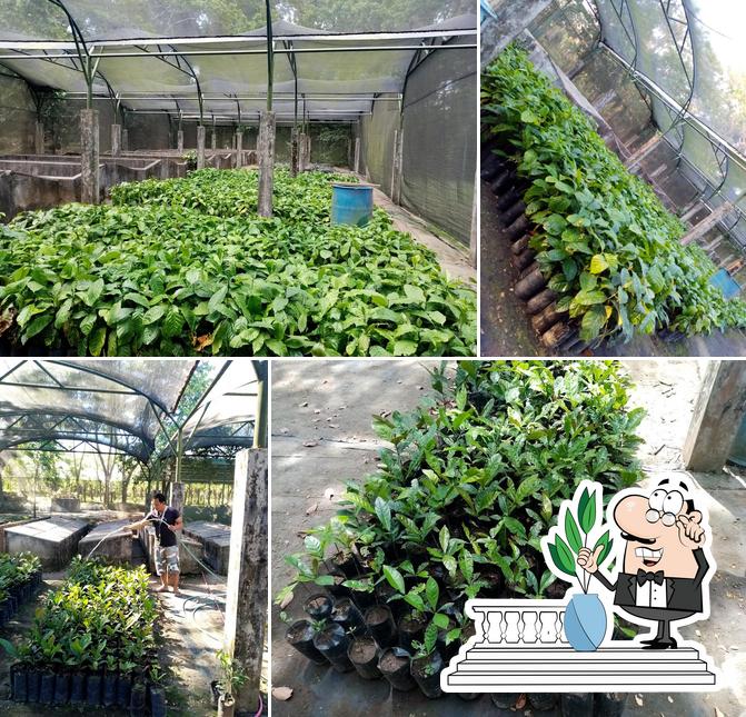 NCRDEC - National Coffee Research Development and Extension Center CvSU ...