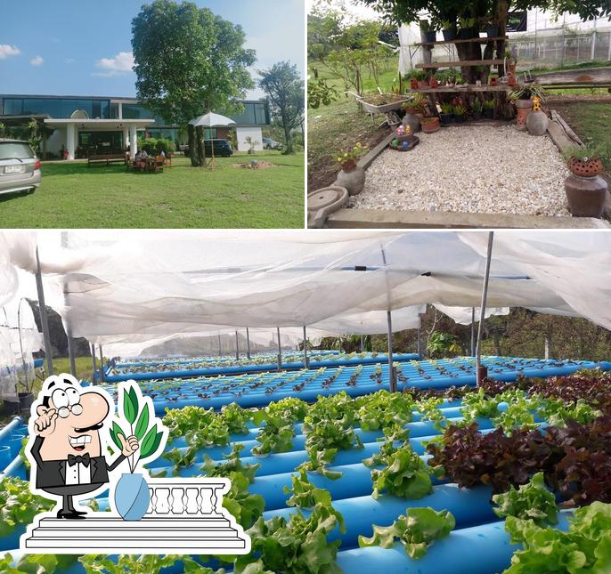 Mini Farm By Pingkaew cafe, Lampang - Restaurant reviews