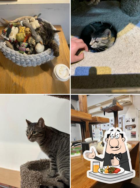 The Purrfect Cup Cat Cafe, Saskatoon - Restaurant menu, prices and reviews