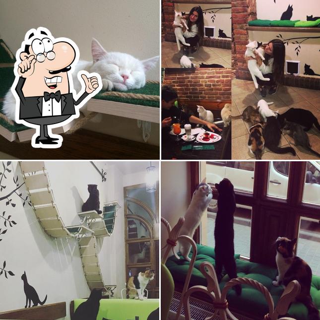 Cat Cafe Restaurants in Lwiw, Sommer 2024 - Restaurant Guru