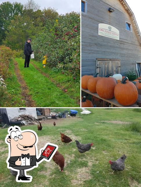 Orchard Ridge Farm in Gorham - Restaurant reviews