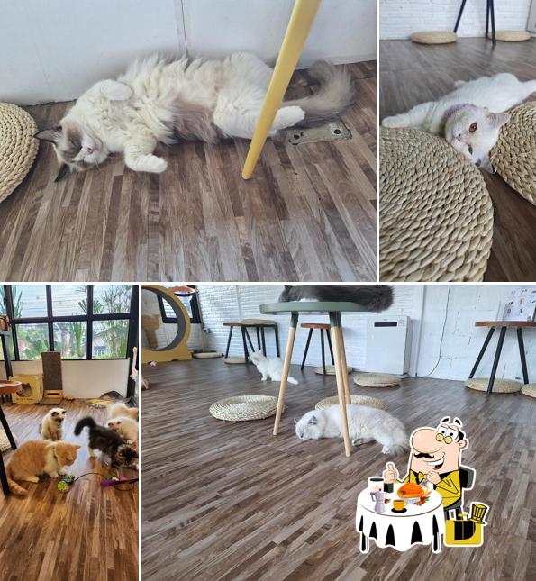 Cats Mania - Rayong คาเฟ่ทาสแมวระยอง, Rayong - Restaurant menu, prices ...