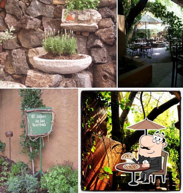 El Olivo Cafe, Cuernavaca - Opiniones del restaurante