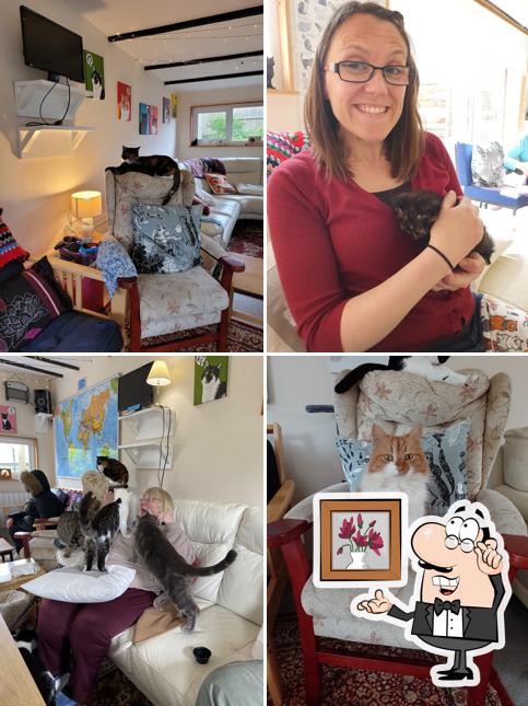 Cool For Cats Cafe in Newton Abbot - Restaurant menu and reviews